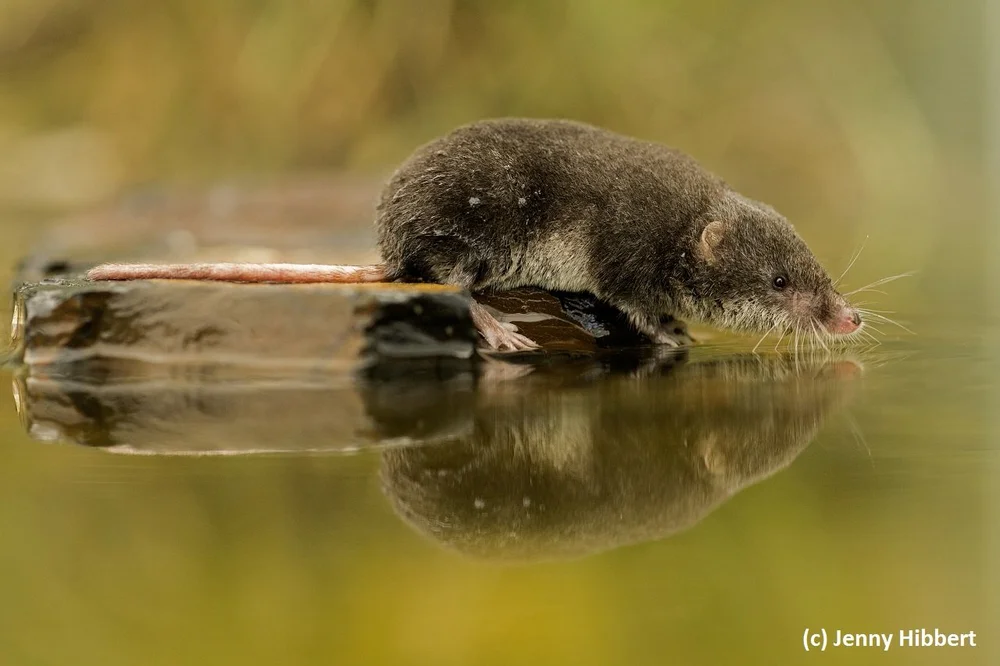 British mammals — Mammal Society