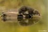 British mammals — Mammal Society