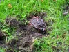 Identify poo — Mammal Society