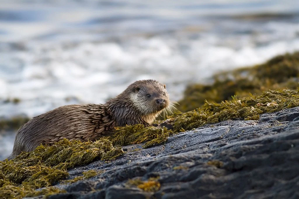 Otter — Mammal Society