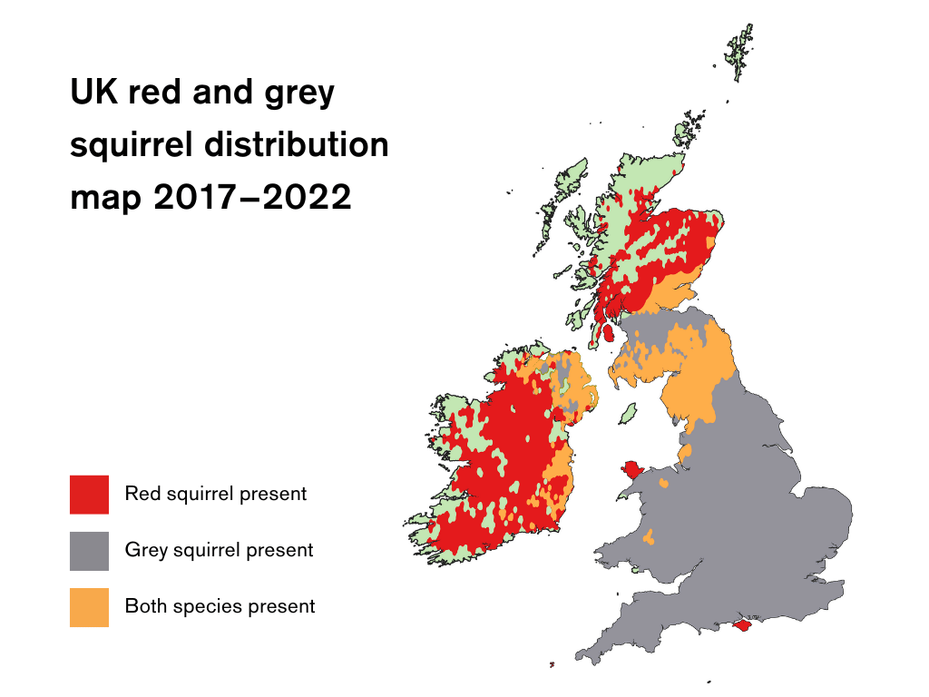 Red Squirrel Recovery — Mammal Society
