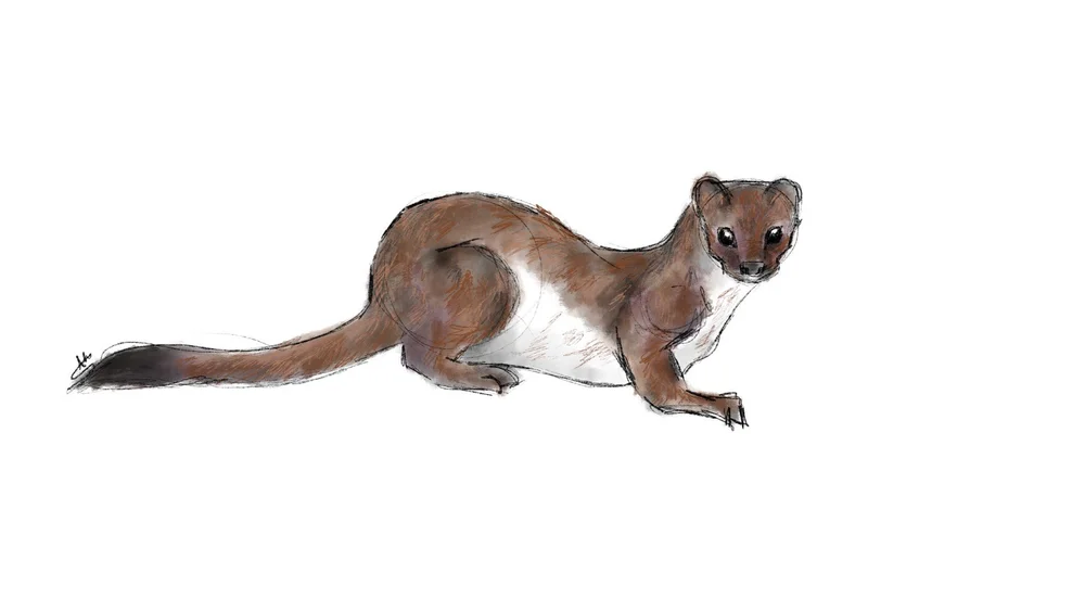 Free Draw-along: Stoat with Alicia Hayden — Mammal Society