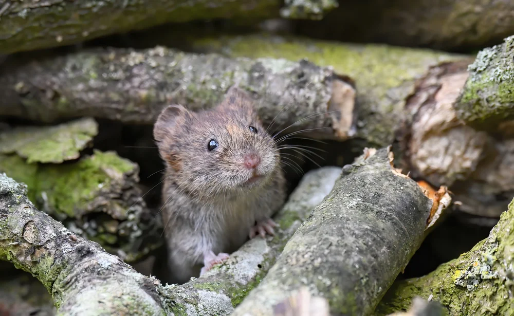How Big Is A Vole _ Field Vole Identification – ITZNS