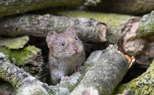 Water shrew — Mammal Society