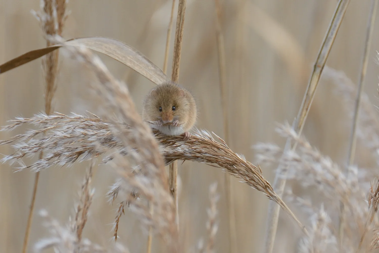 National Harvest Mouse Survey Key Findings & Recommendations — Mammal ...