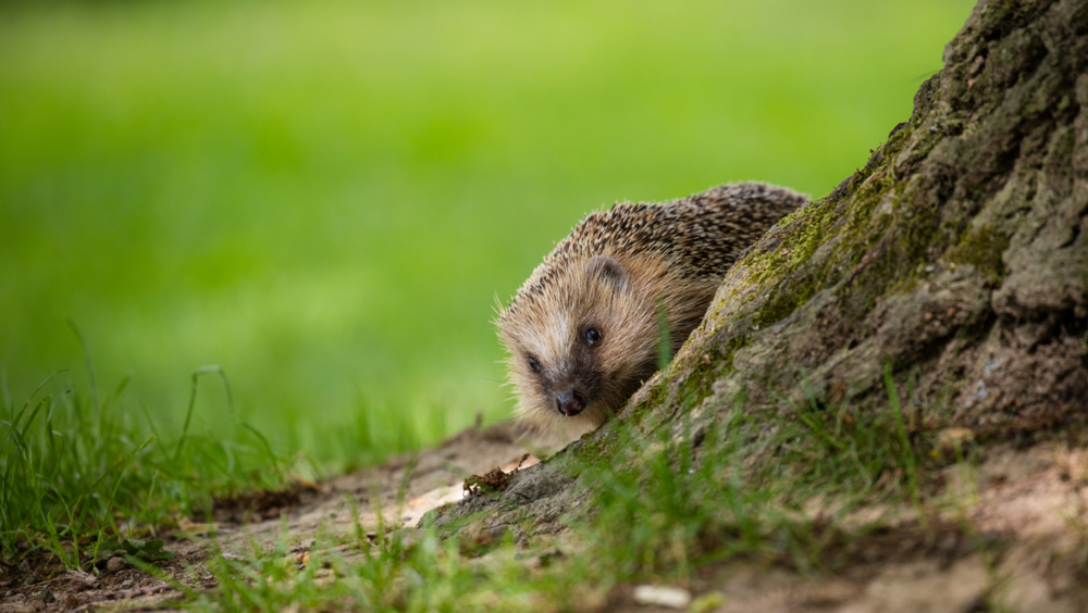 European hedgehog — Mammal Society