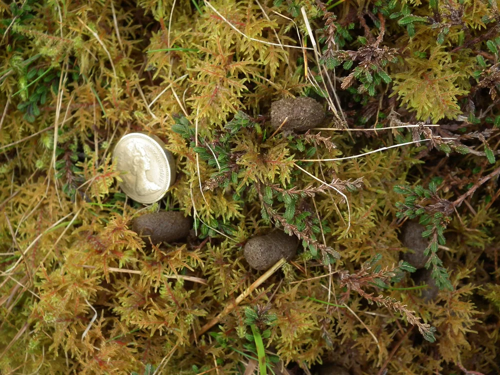 Identify poo — Mammal Society