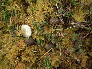 Identify poo — Mammal Society