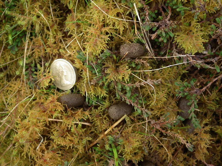 Identify poo — Mammal Society