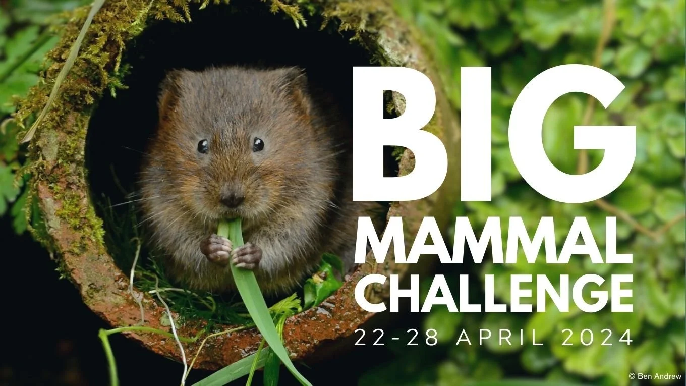 National Mammal Week — Mammal Society