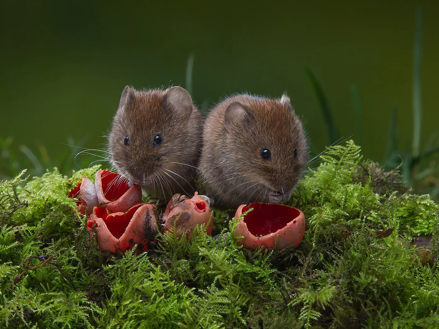 Bank vole — Mammal Society