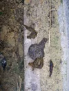 Identify poo — Mammal Society