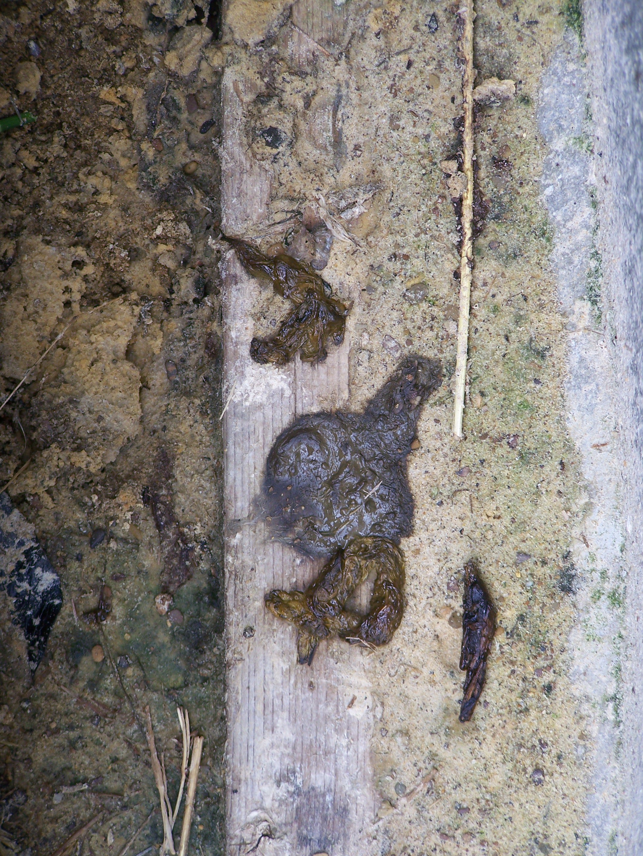Identify poo — Mammal Society