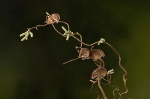 Harvest mouse — Mammal Society