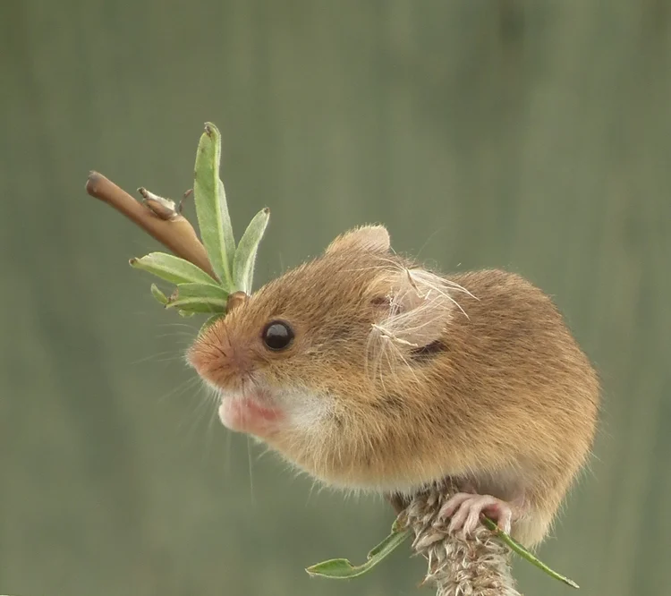 Harvest mouse — Mammal Society