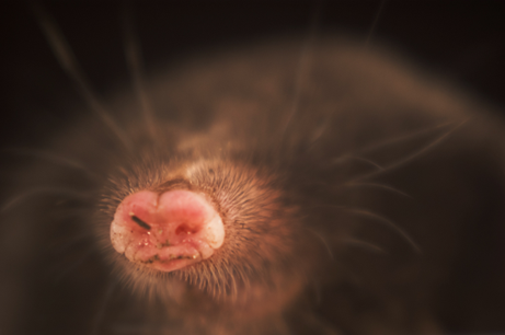 All about Moles… — Mammal Society