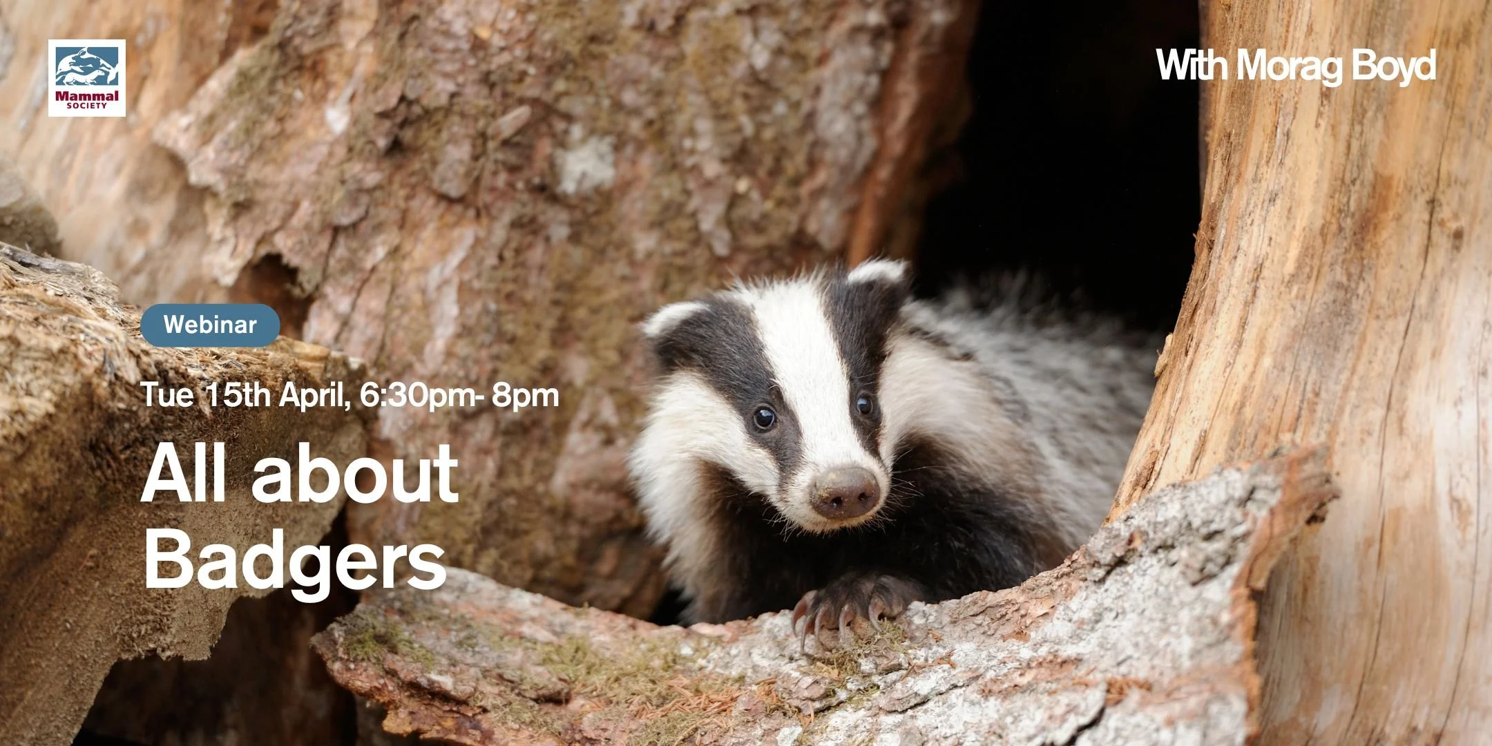 All about Badgers - TMS webinar — Mammal Society