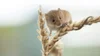 National Harvest Mouse Survey — Mammal Society
