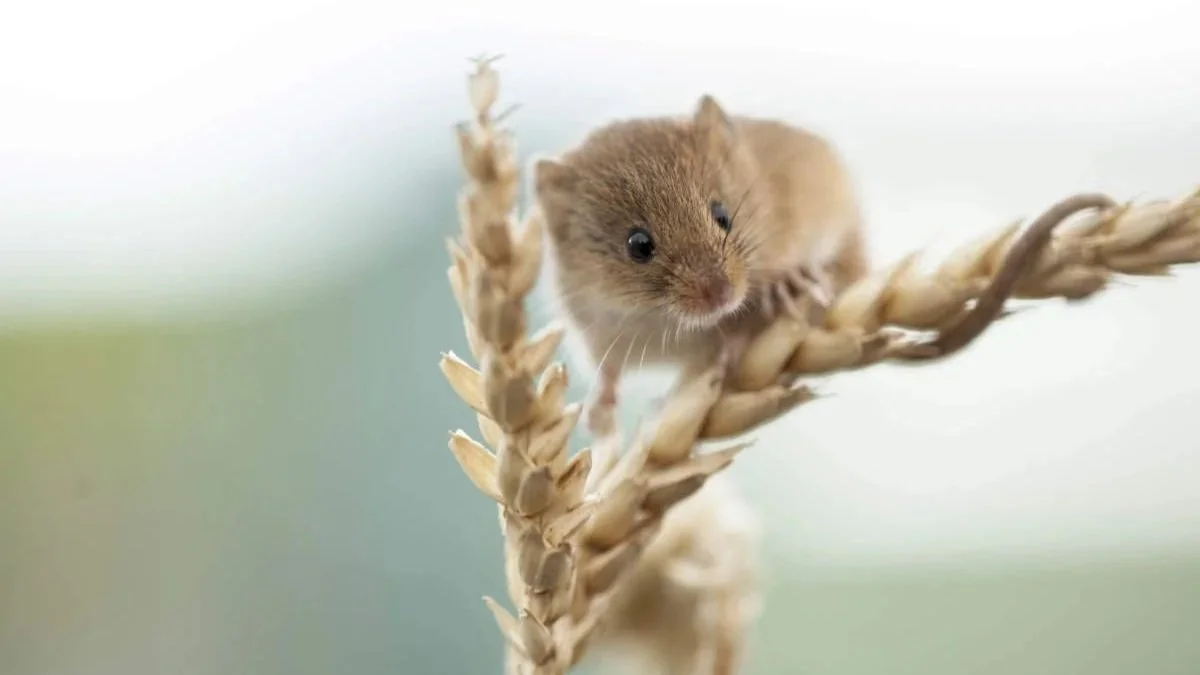 National Harvest Mouse Survey — Mammal Society