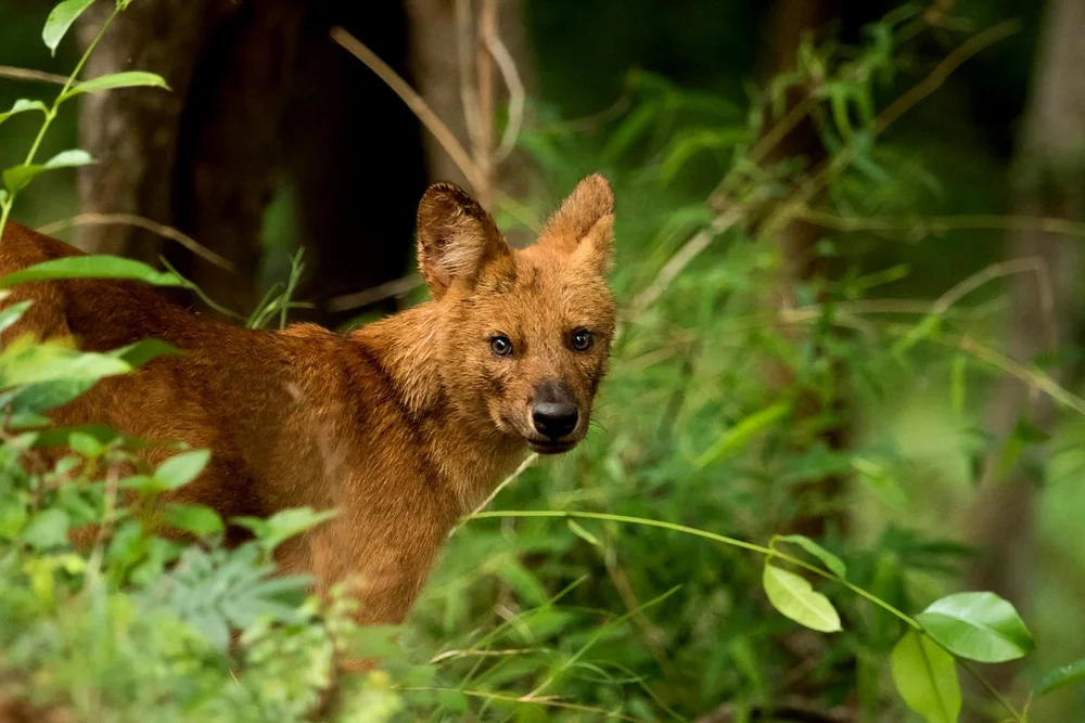 About 1 — the dhole project