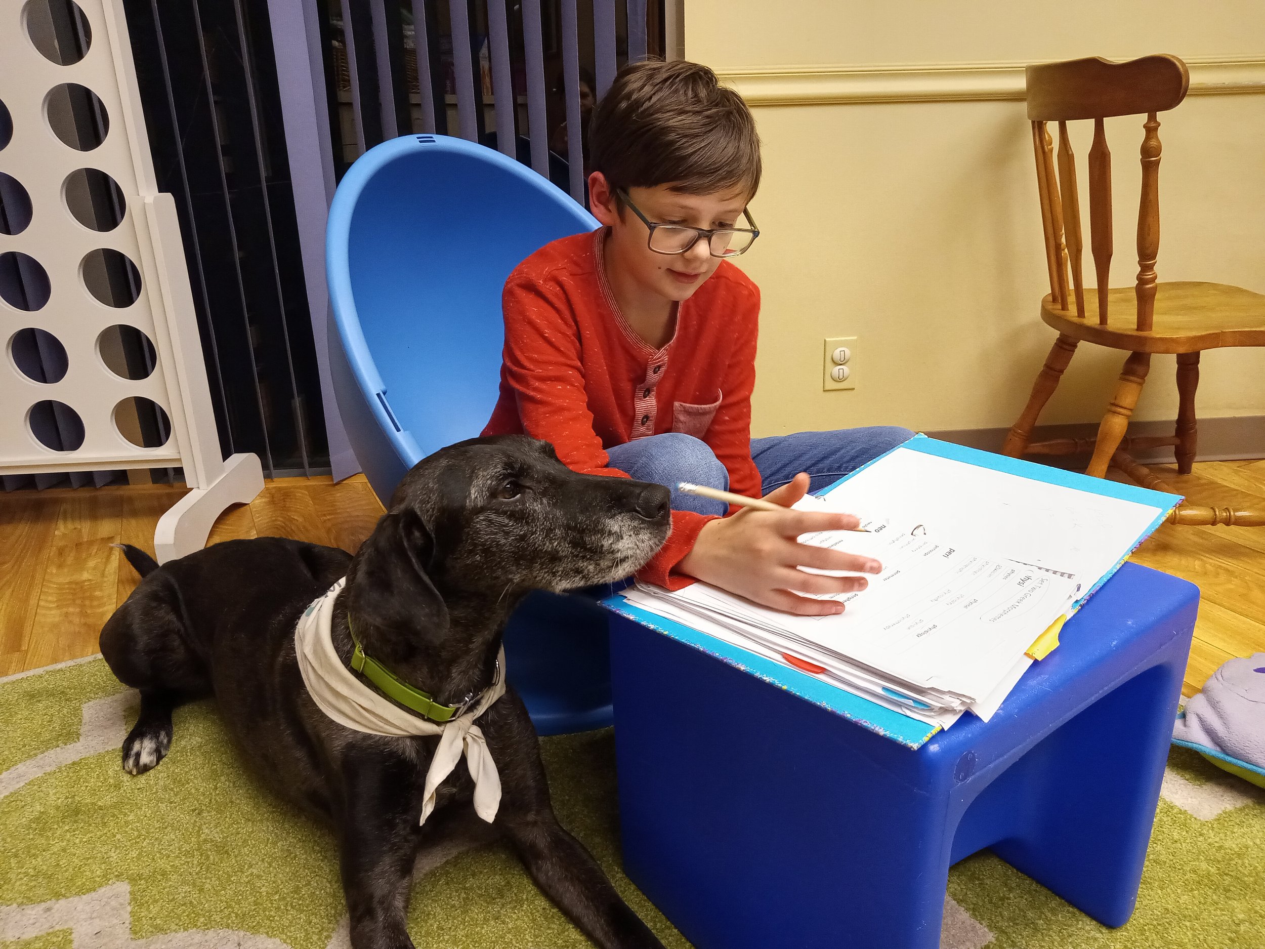 Why Would an SLP Incorporate a Therapy Dog? — Speech Dogs | Animal ...