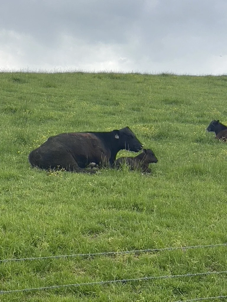 About | Family Owned & Operated — K&P Farms