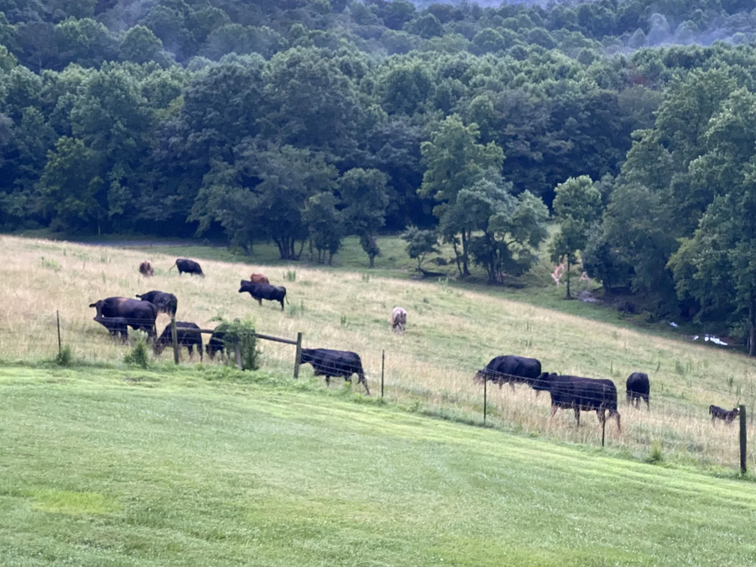 K&P Farms | High Quality Black Angus Beef | Ellijay, GA