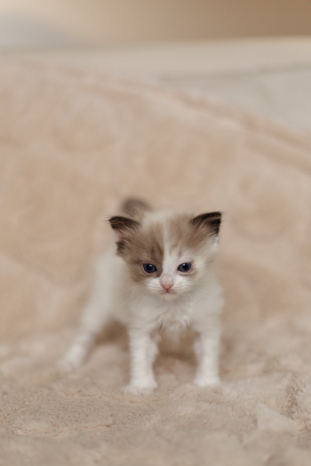 Available Ragdoll Kittens — Simply Ragdolls