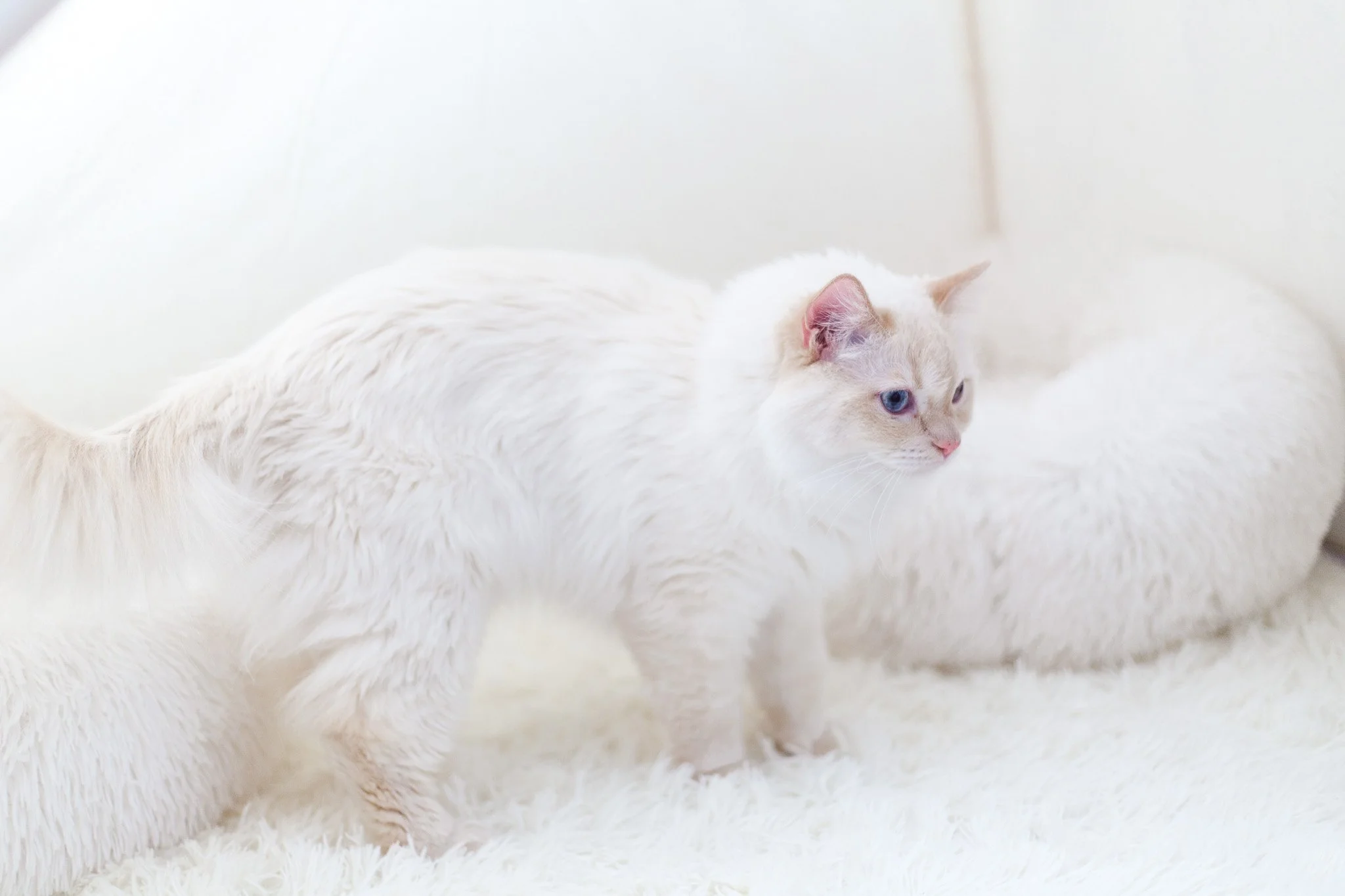 Ragdoll Adoption Information — Simply Ragdolls