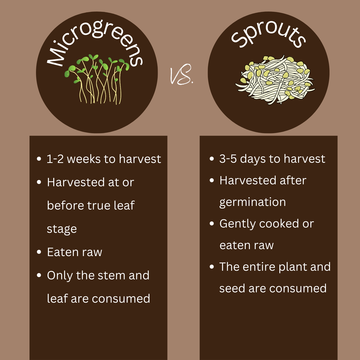 Microgreens vs. Sprouts: Are they the same thing? — Buroff Family Farm ...