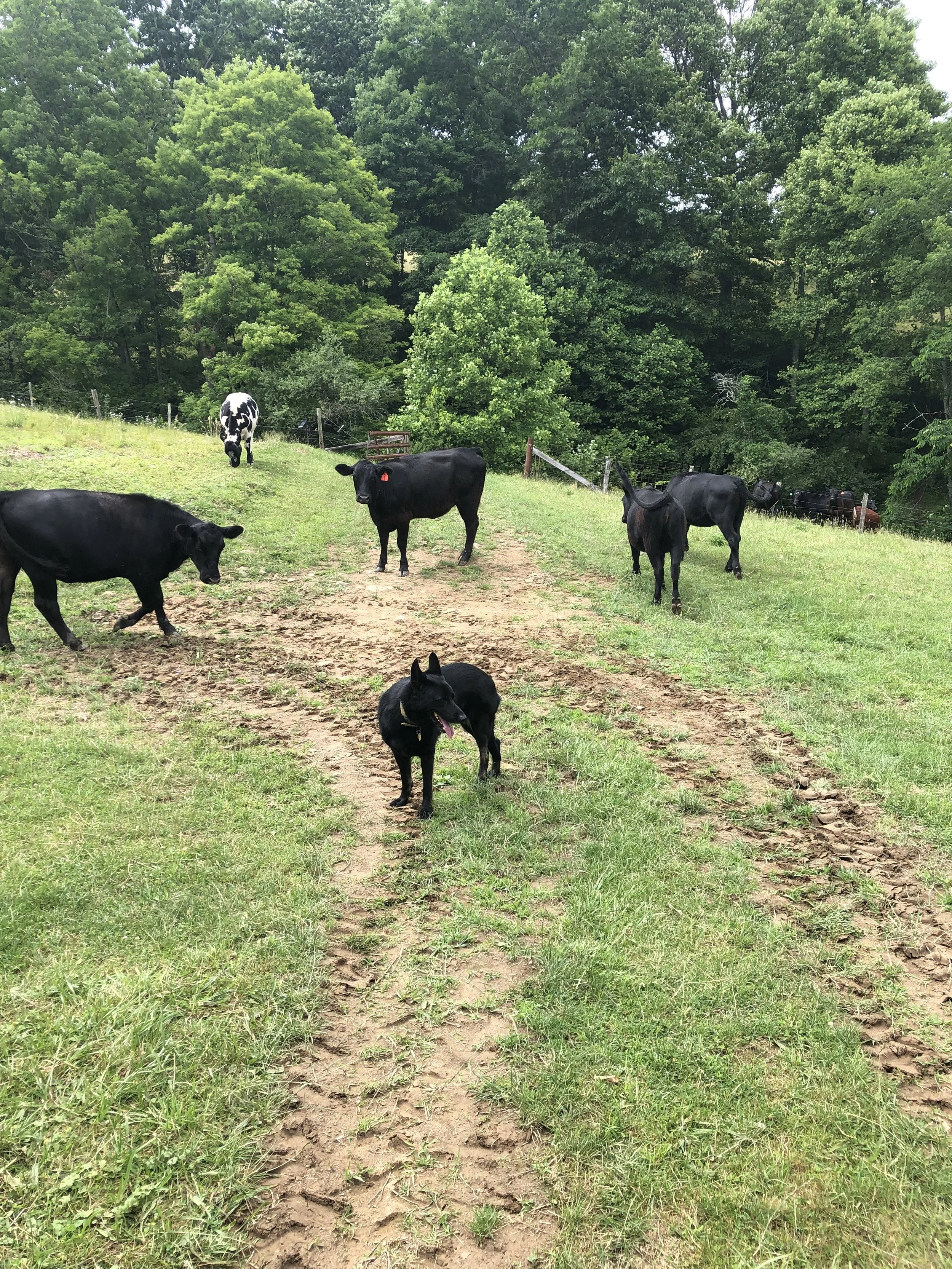 About | Veteran & Family Owned — Graystone Acres