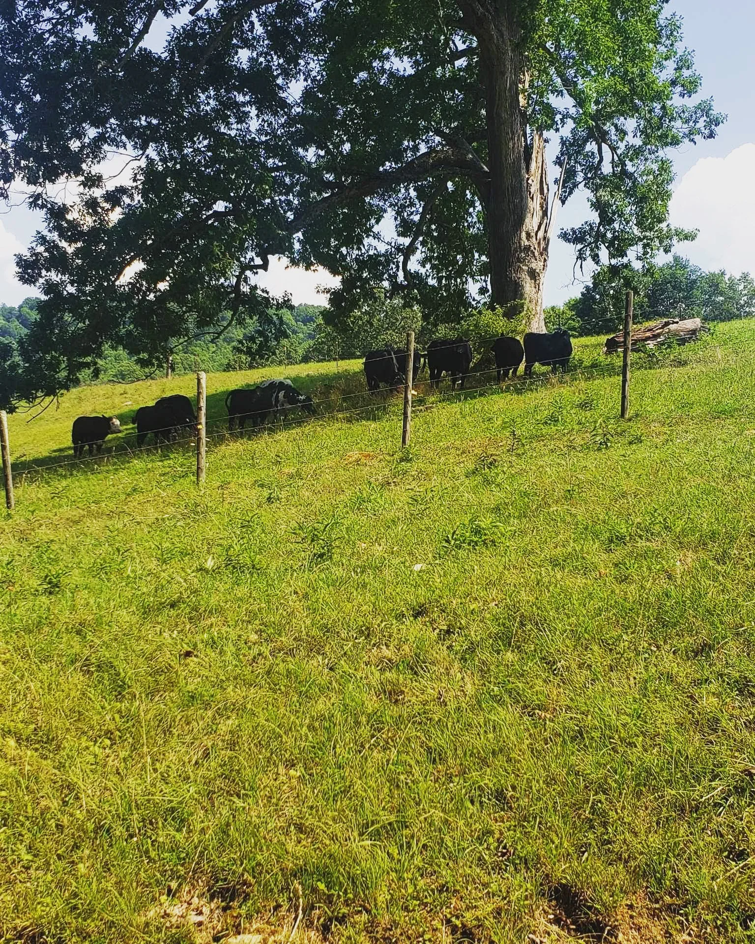 About | Veteran & Family Owned — Graystone Acres