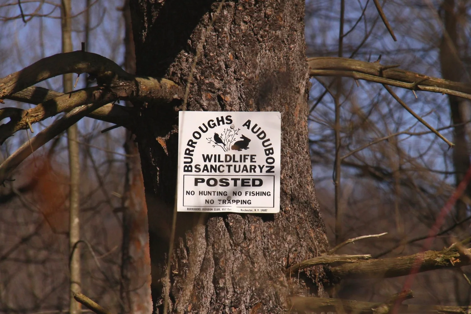About — Burroughs Audubon Nature Club