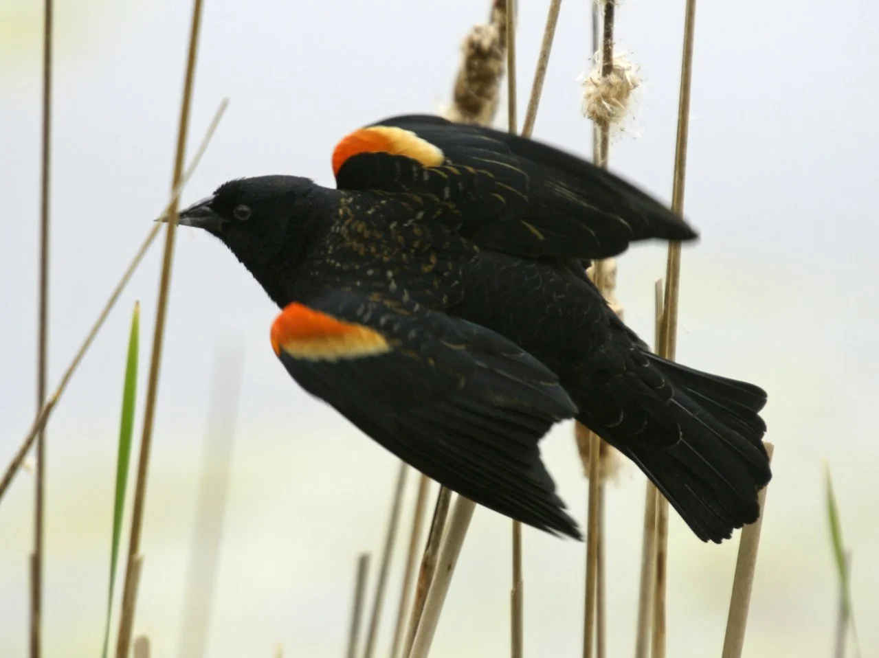 About — Burroughs Audubon Nature Club