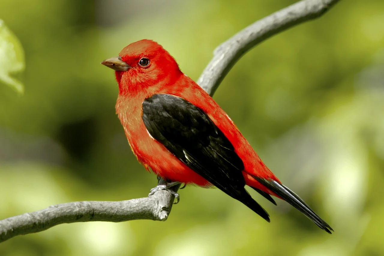 Burroughs Audubon Nature Club