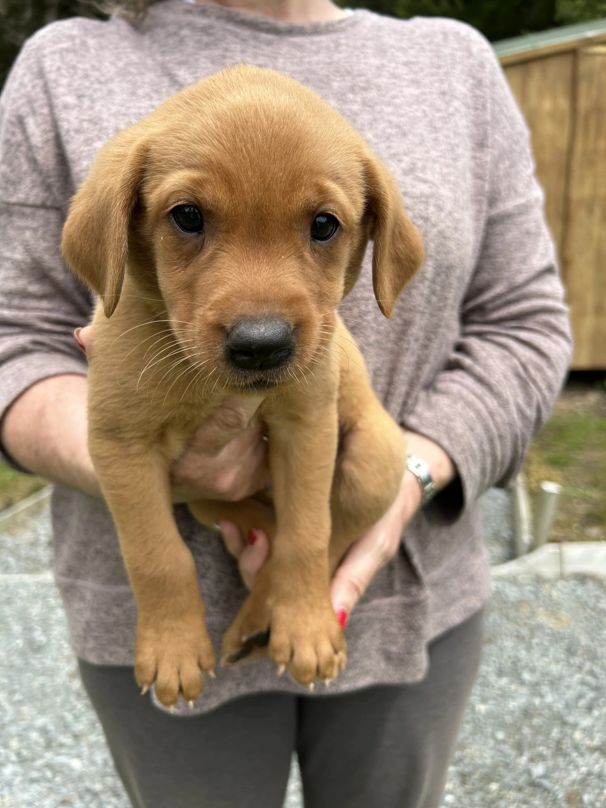 Latest Labrador Puppies — Back Ridge Farm Premium Labrador Breeders