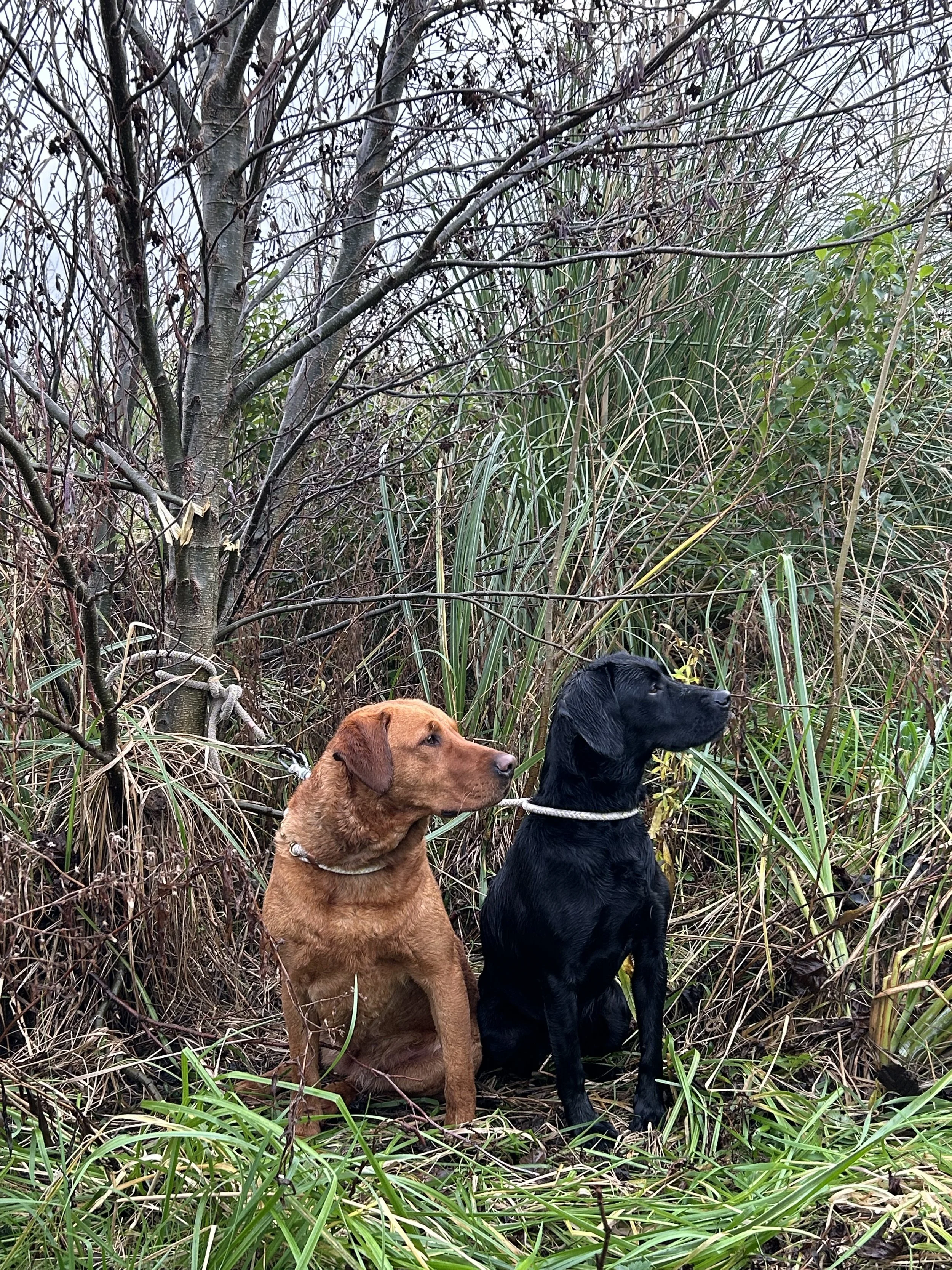 Labradors — Back Ridge Farm Premium Labrador Breeders