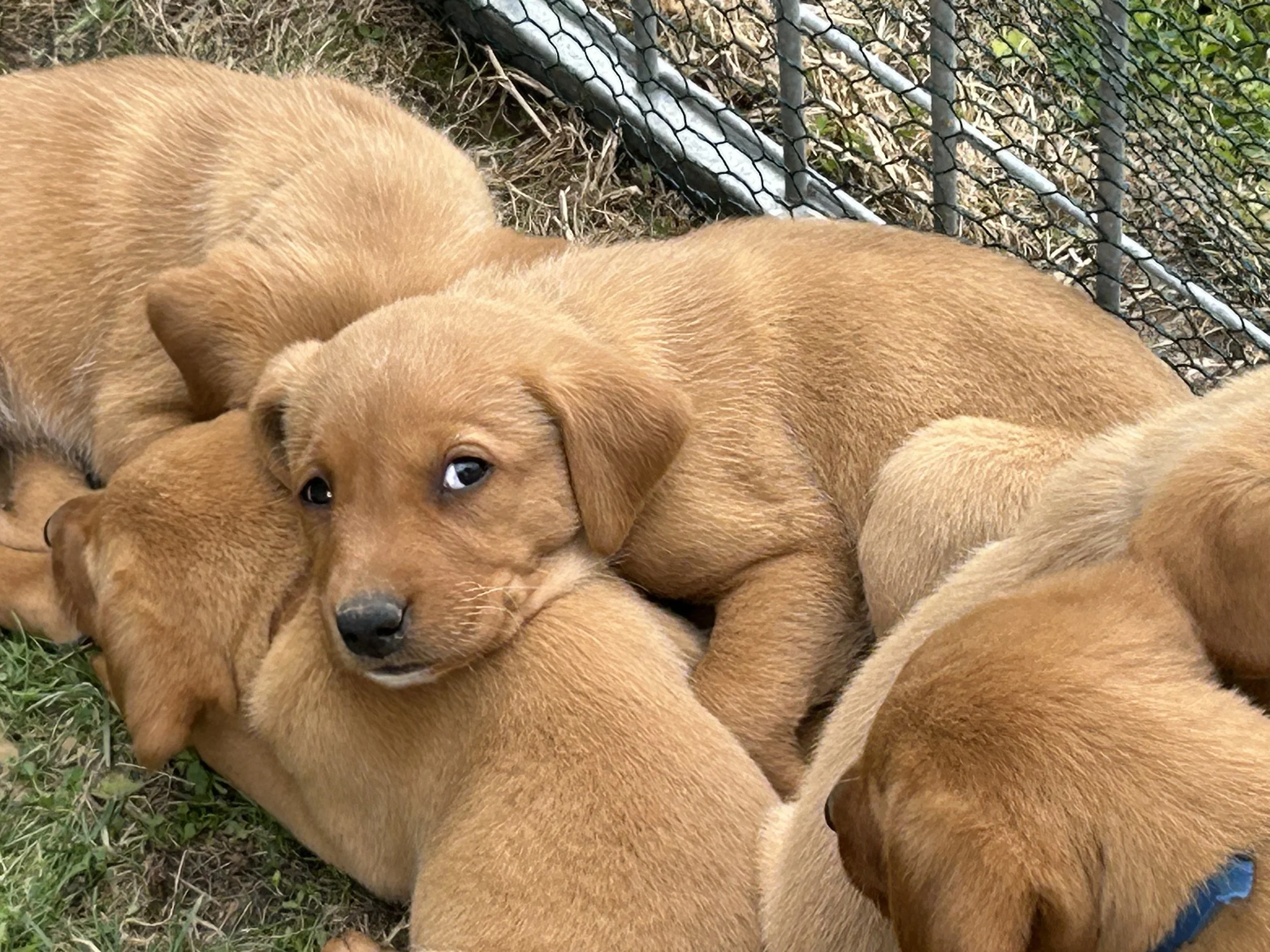 Latest Labrador Puppies — Back Ridge Farm Premium Labrador Breeders
