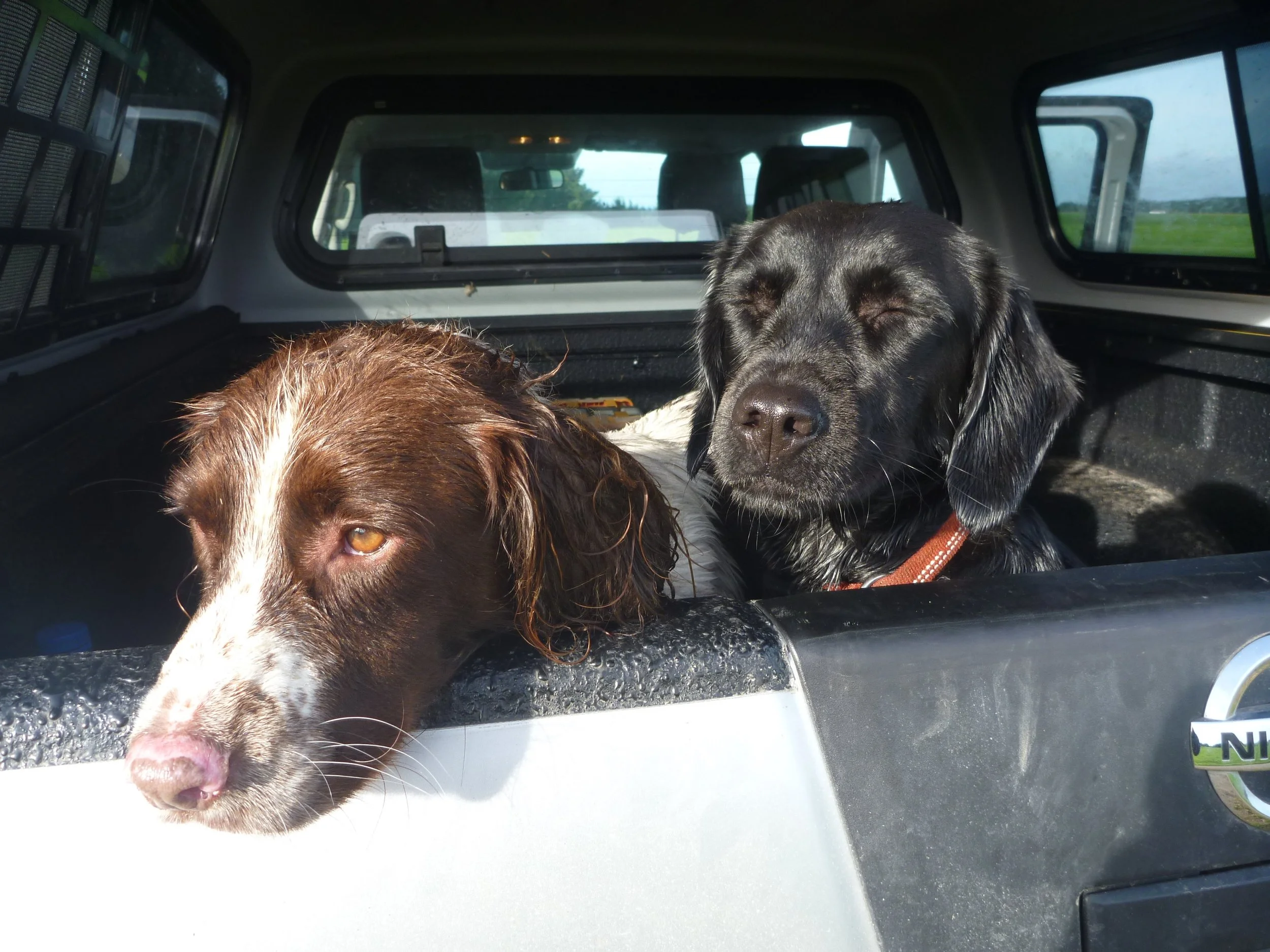 Labradors — Back Ridge Farm Premium Labrador Breeders