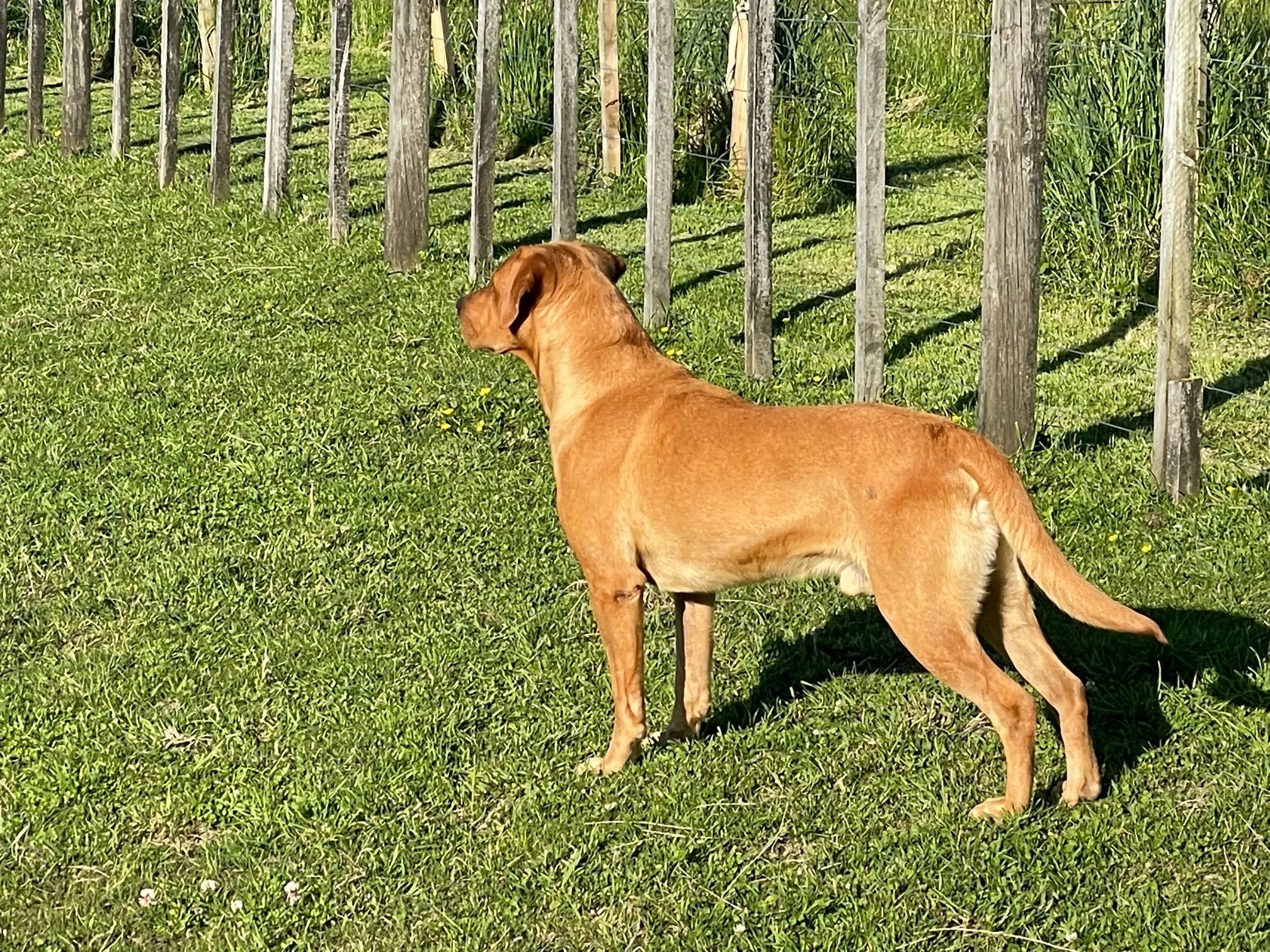 Latest Labrador Puppies — Back Ridge Farm Premium Labrador Breeders