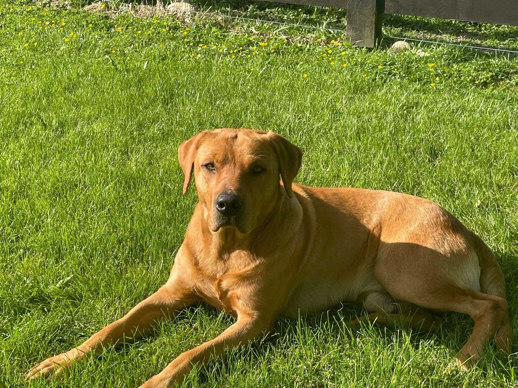 Labradors — Back Ridge Farm Premium Labrador Breeders