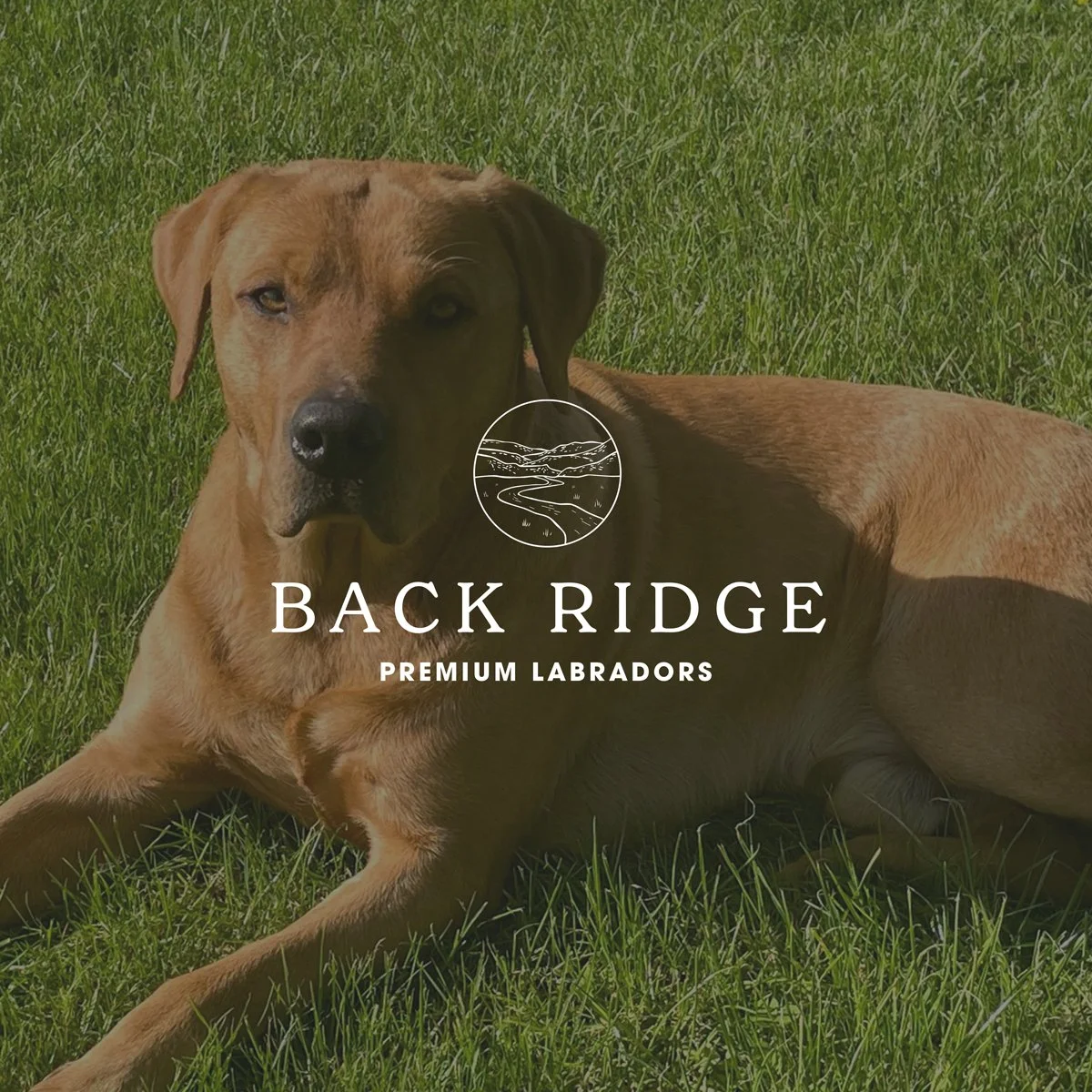 Back Ridge Farm Premium Labrador Breeders