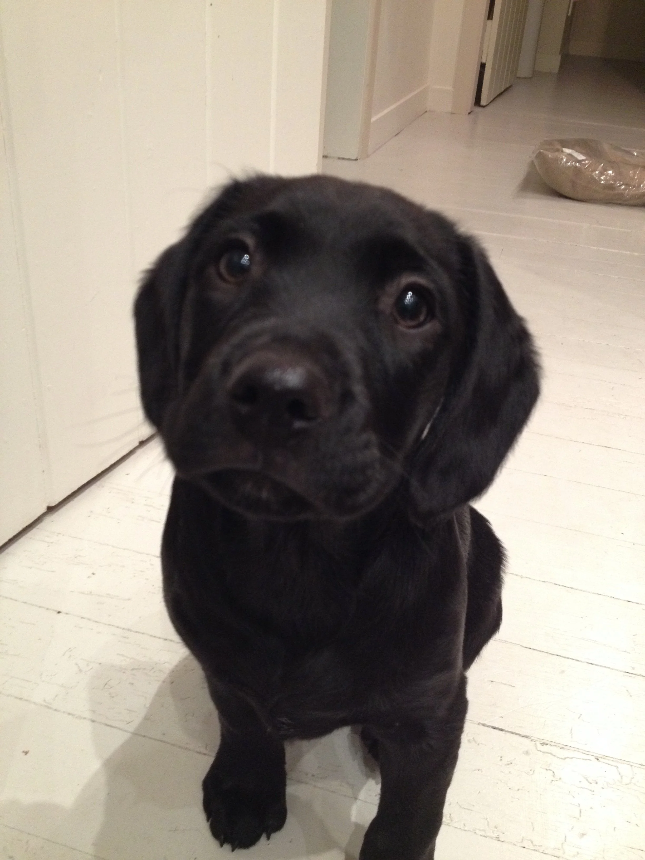 Labradors — Back Ridge Farm Premium Labrador Breeders