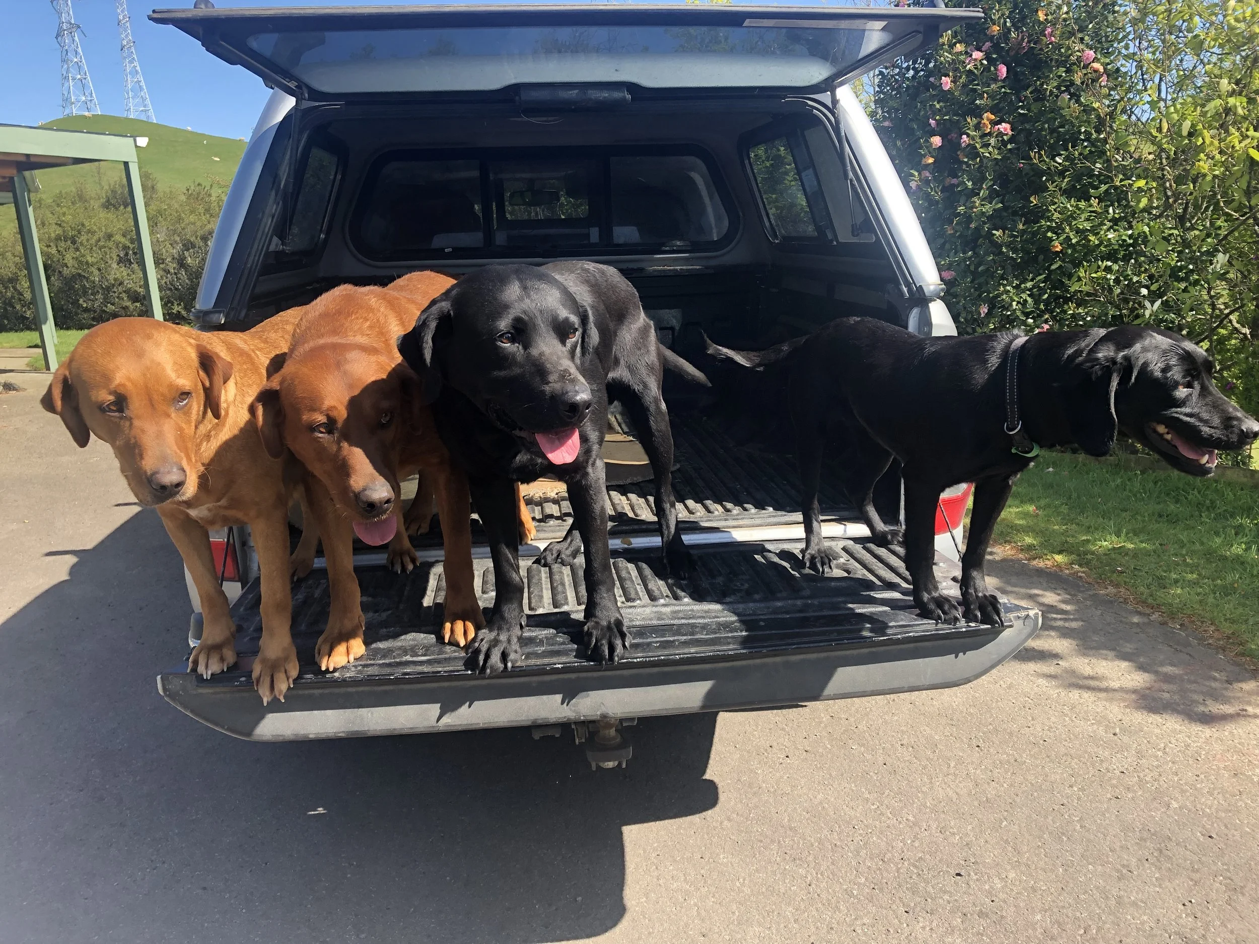 Labradors — Back Ridge Farm Premium Labrador Breeders