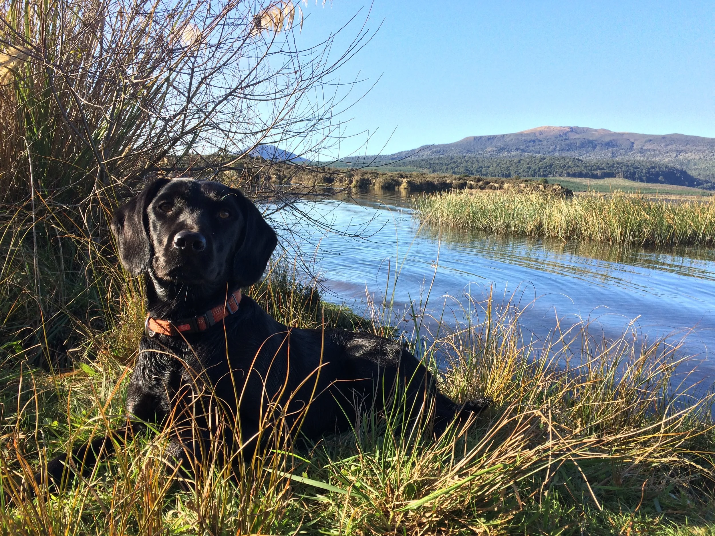 Labradors — Back Ridge Farm Premium Labrador Breeders