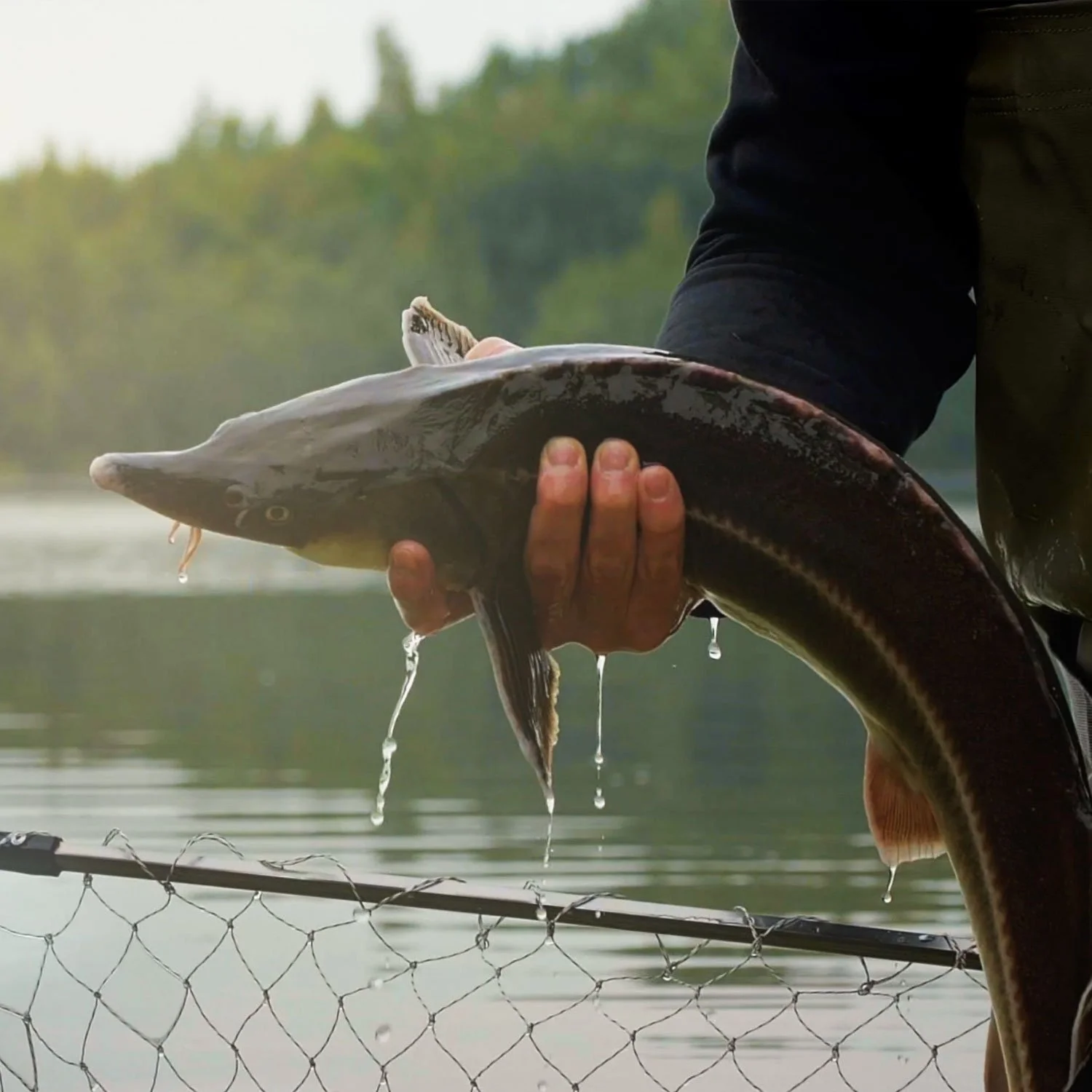 EXPLORE — Caviar d'Eden