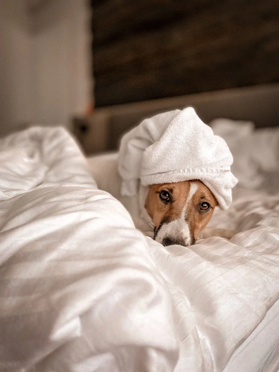 Pawsitively Posh Pet Resprt & Spa - Greeneville Tennessee Pet Grooming ...