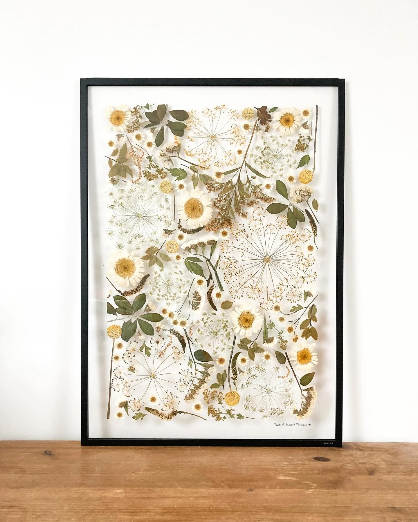 Fields of Pressed Flowers