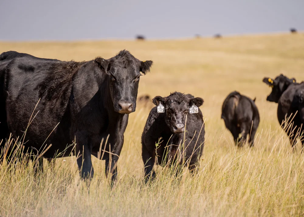 About Us — Open A Angus