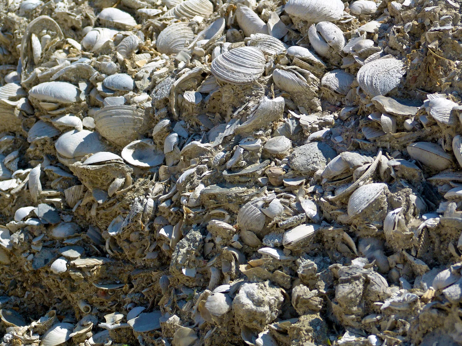 Florida Paleontological Society